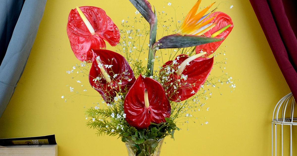 Anthuriums & BOP in a Vase | Flowers to Jaipur